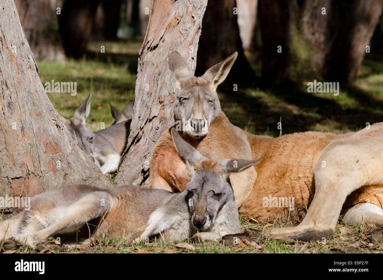Australia, South Australia, Adelaide. Cleland Wildlife Park. Red ...