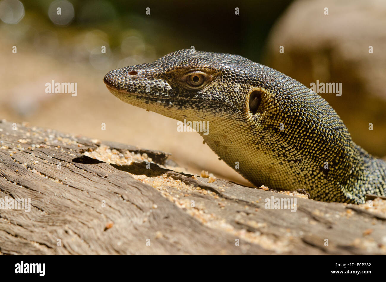 Mertenss water monitor hi-res stock photography and images - Alamy