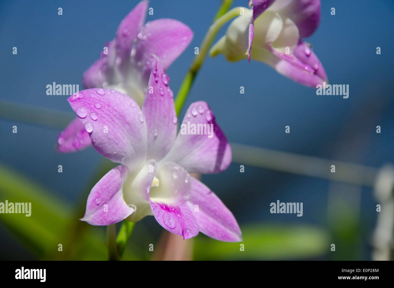 Australia, Northern Territory, Darwin. Jenny's Orchid Garden. Orchids ...