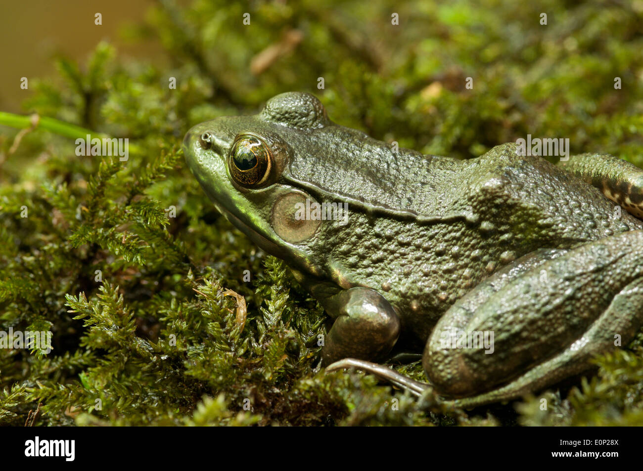 A green frog (Lithobates clamitans) perches upon moss Stock Photo - Alamy