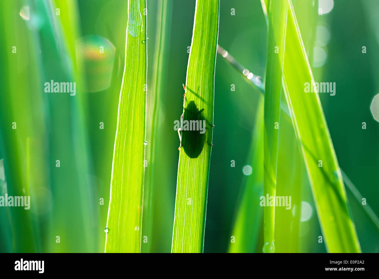 the bug sits on a green grass Stock Photo - Alamy