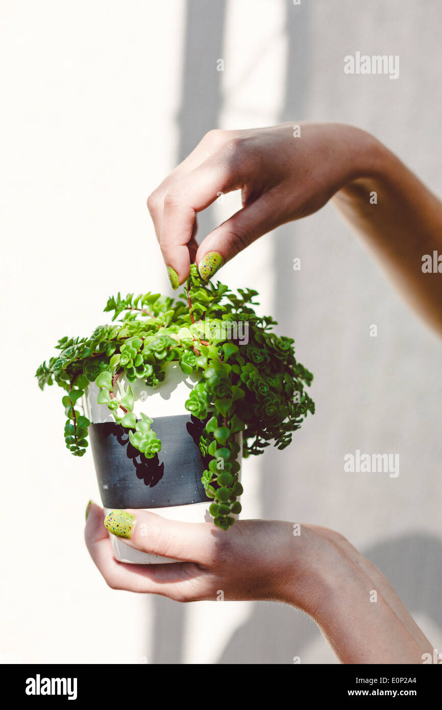 hands holding a cute pot plant Stock Photo - Alamy