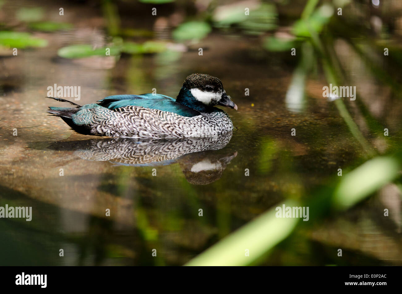 Green pygmy goose hi-res stock photography and images - Alamy
