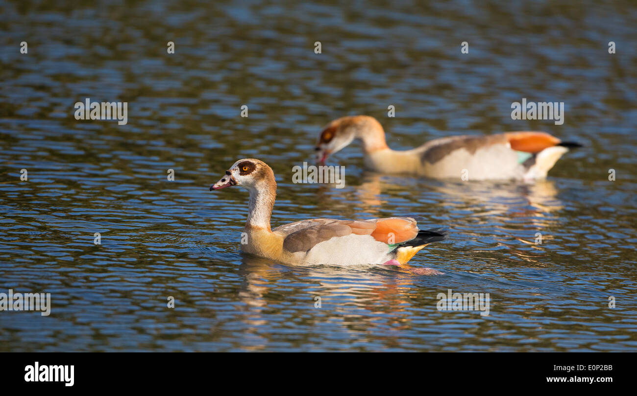 Green duo hi-res stock photography and images - Alamy