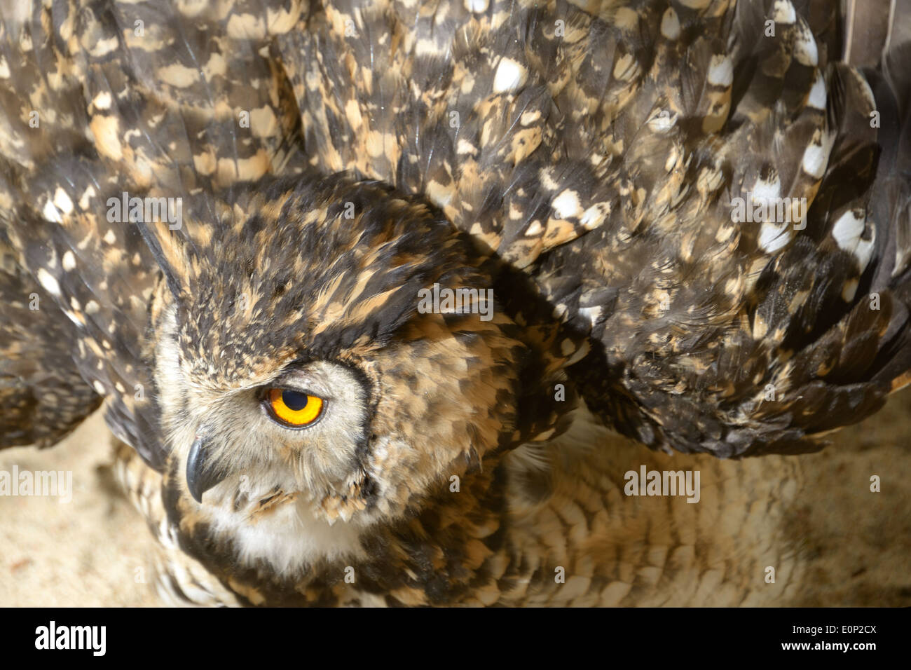 Cape Eagle-Owl (Bubo capensis) is a species of owl in the Strigidae ...