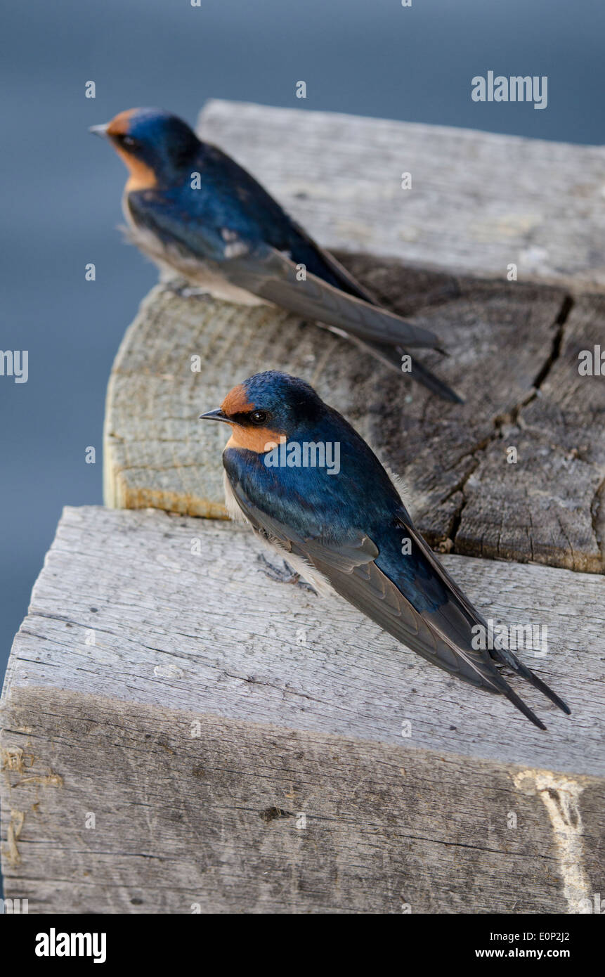 Australia, Western Australia, Perth, Lake Monger. Pair of welcome ...