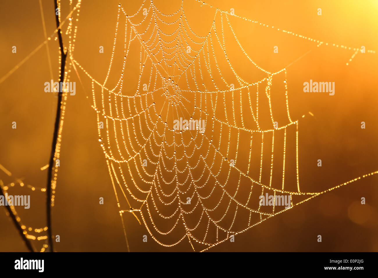 abstract background from a web shine in the sun Stock Photo - Alamy