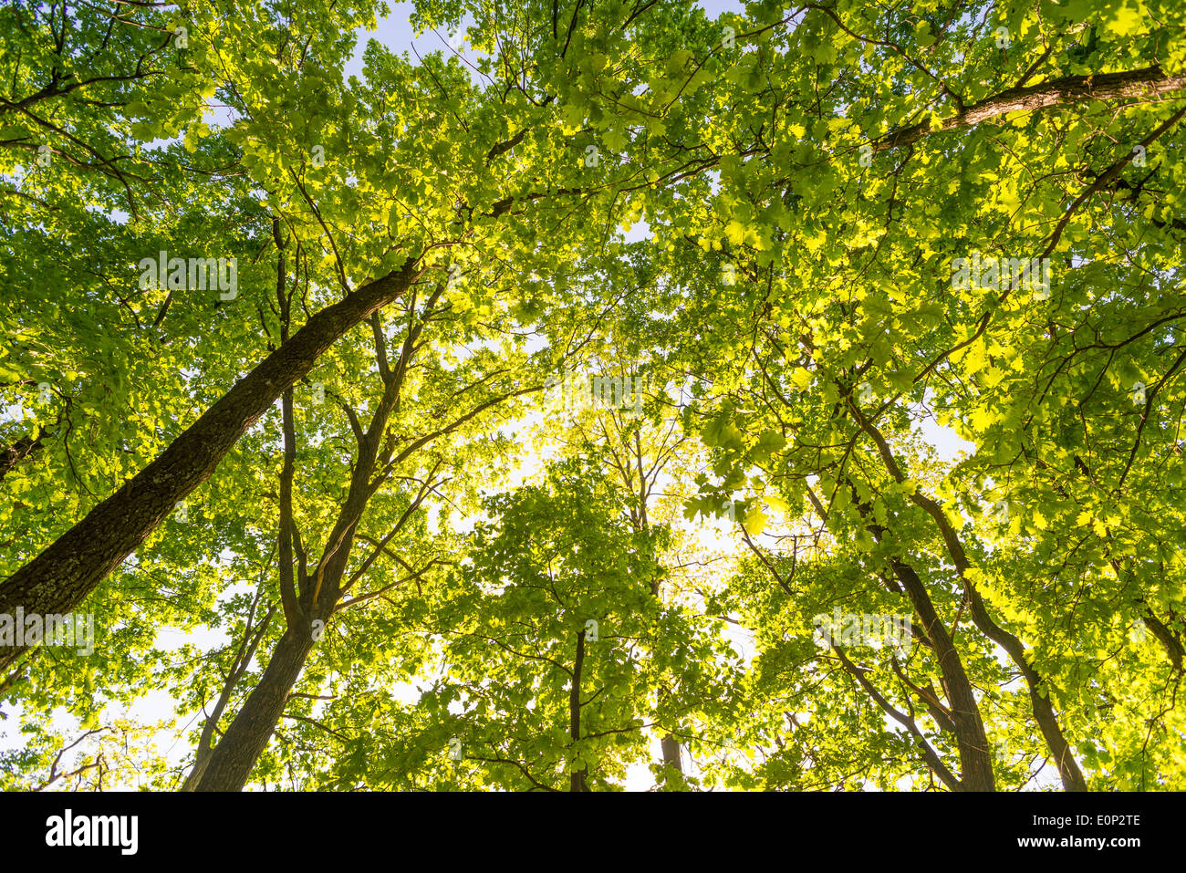 Looking up in a green oak tree forest at evening during spring Stock ...