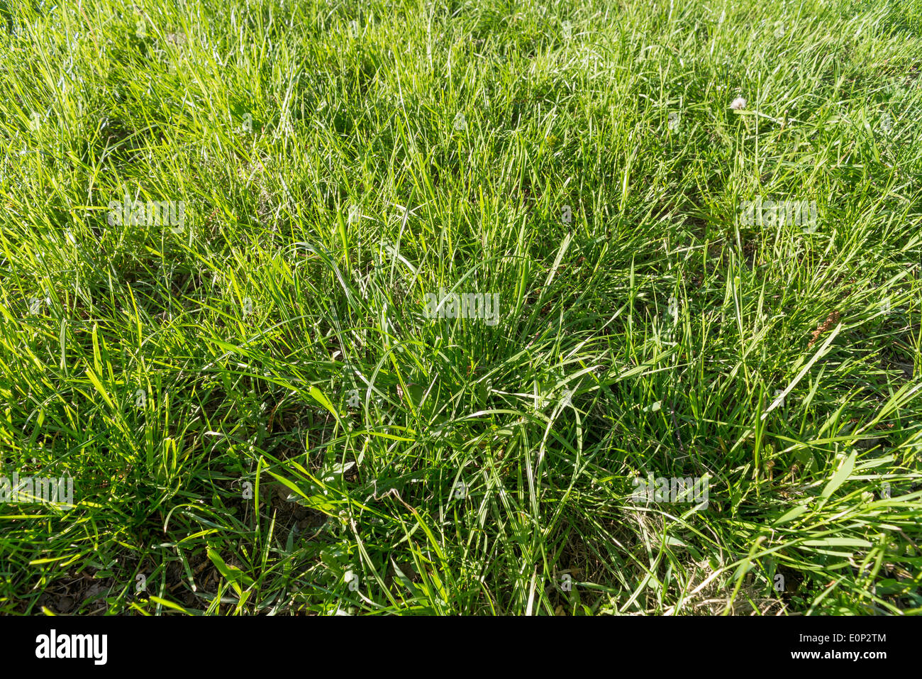 Lush spring grass hi-res stock photography and images - Alamy