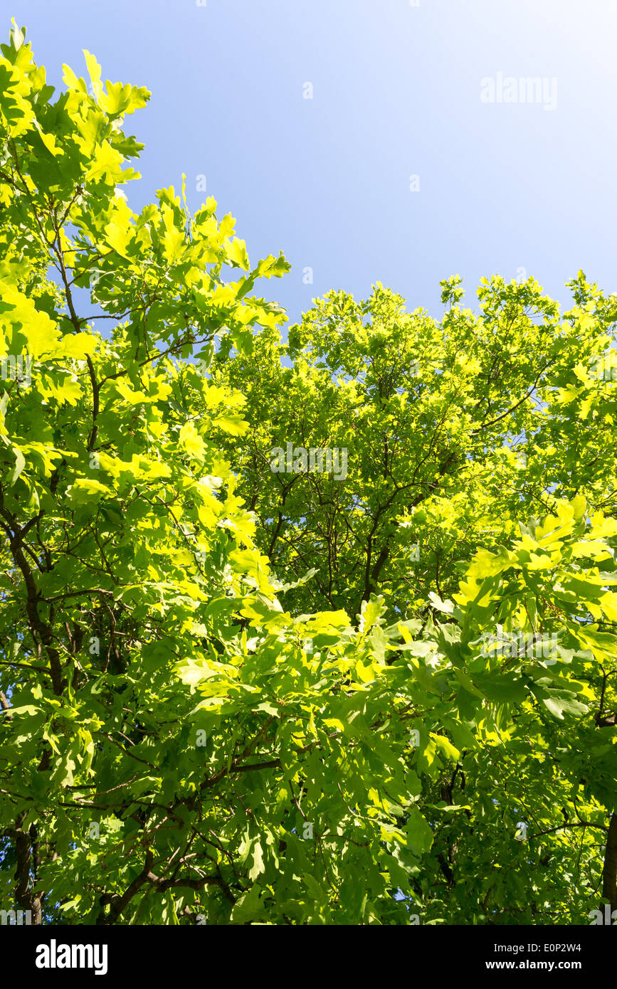 Vision of a tall oak tree, with a sky background, at the begining of ...