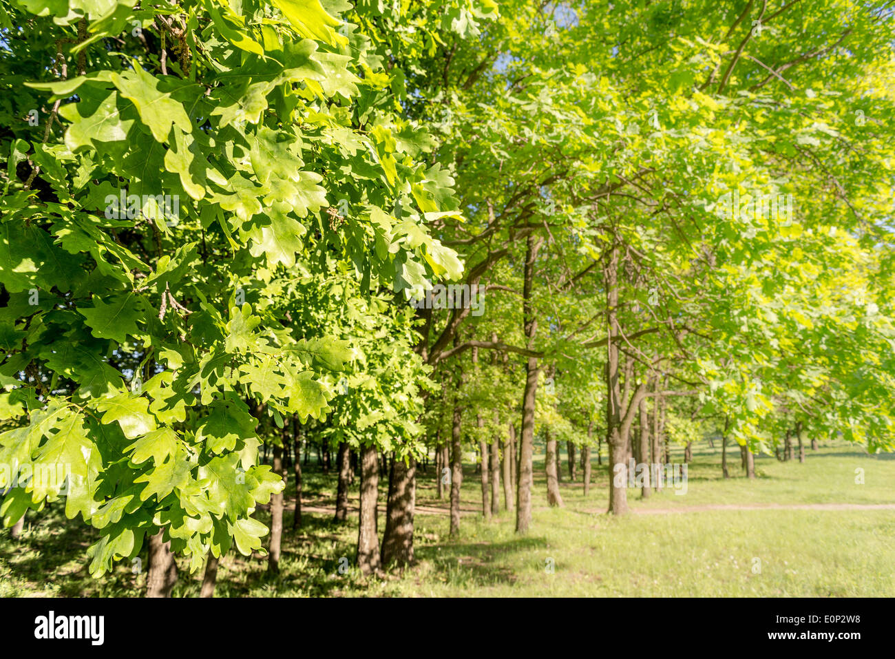Oak tree leaves in the woods with an evening spring sun light Stock ...