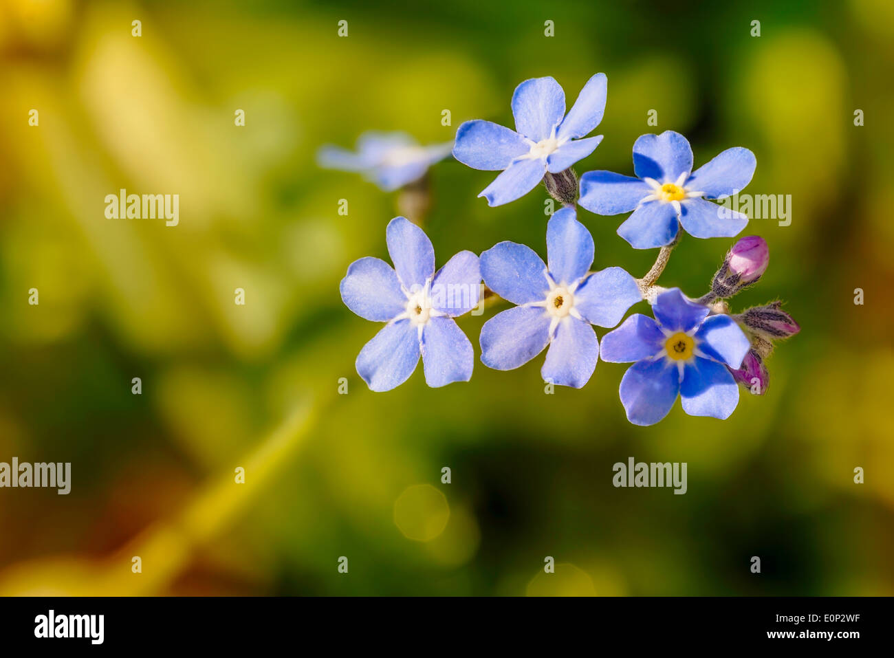 Forget me not in sun hi-res stock photography and images - Alamy