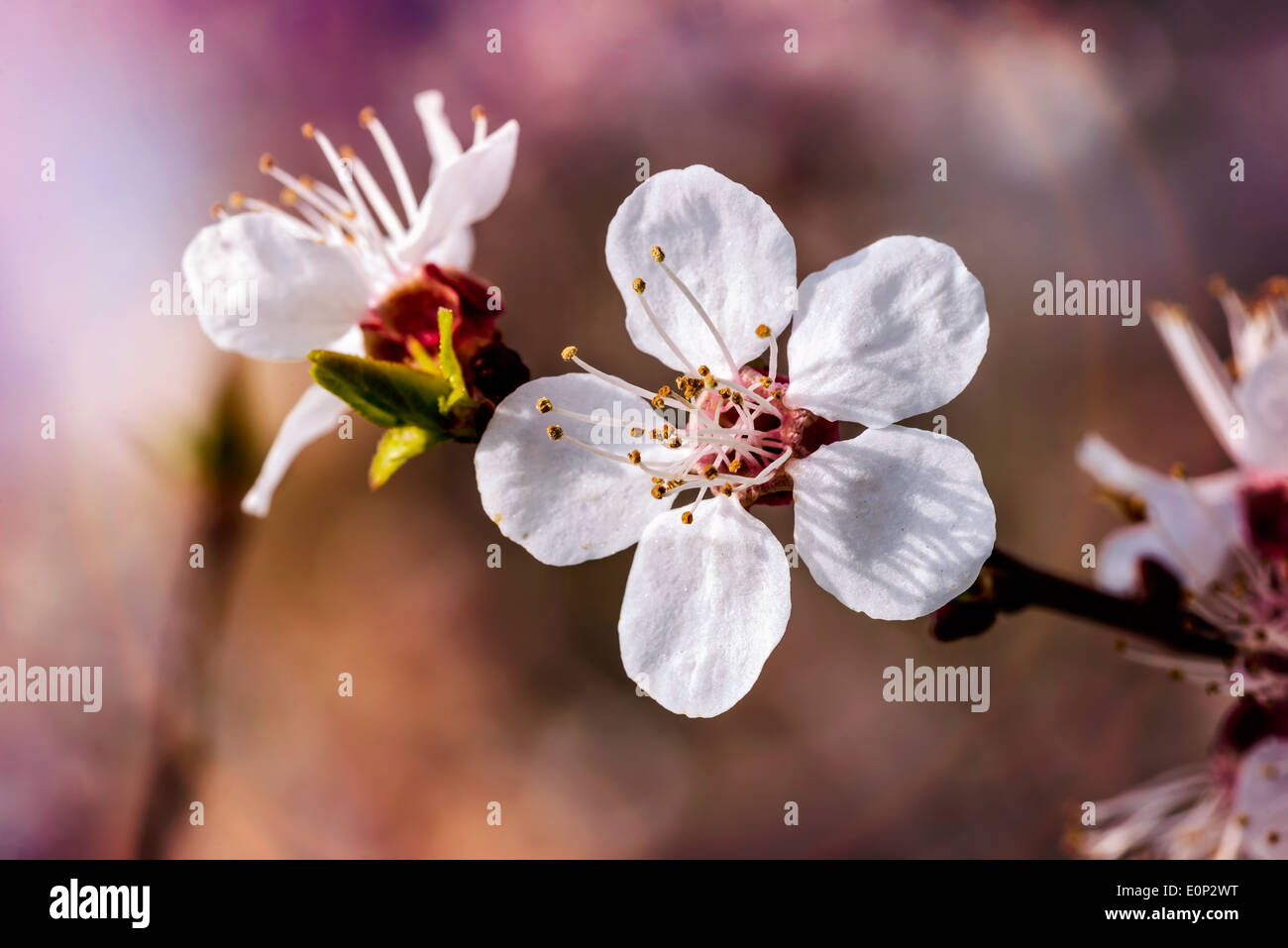 Almond tree detail hi-res stock photography and images - Alamy