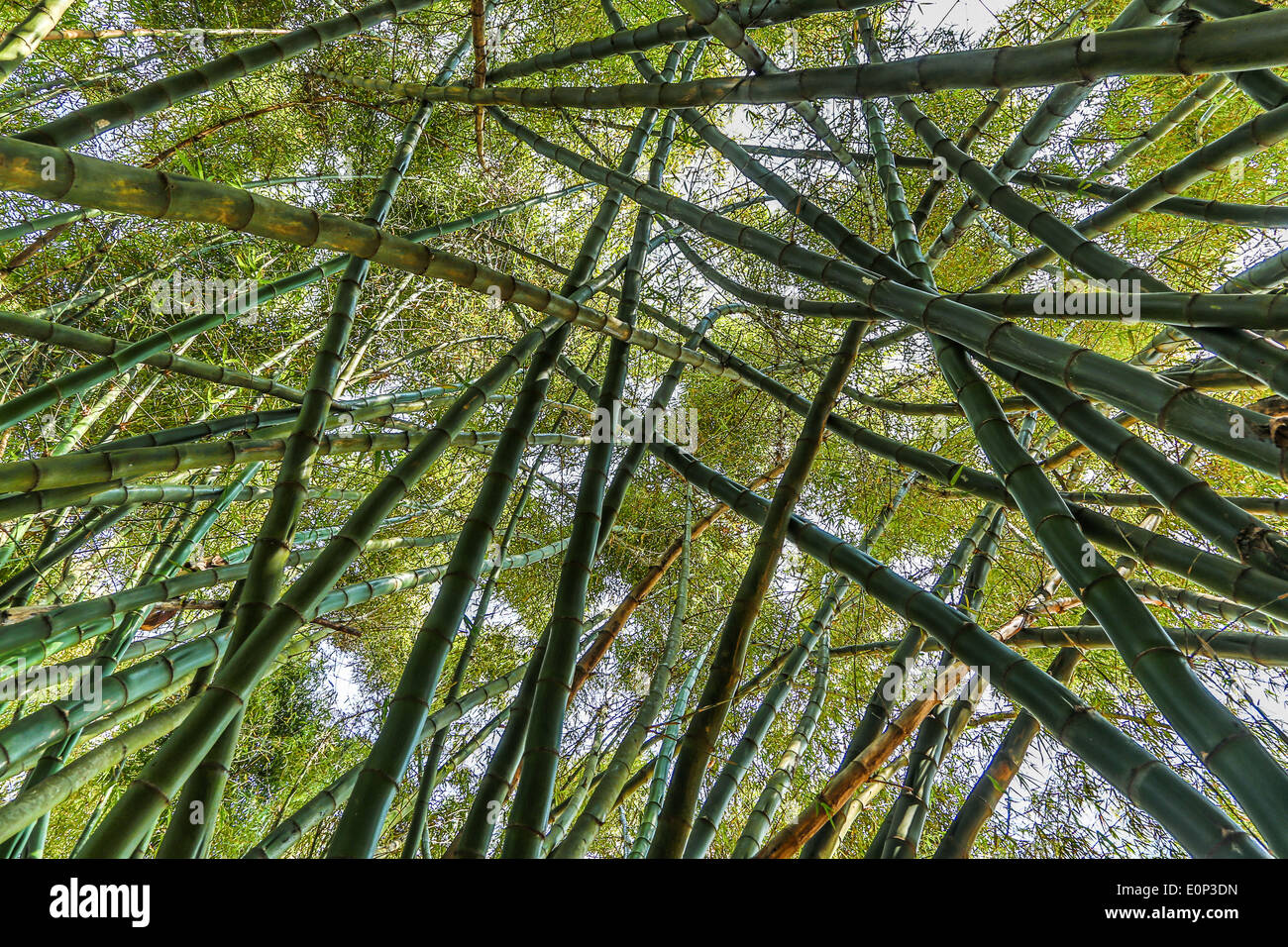Burma Forest Stock Photos & Burma Forest Stock Images - Alamy