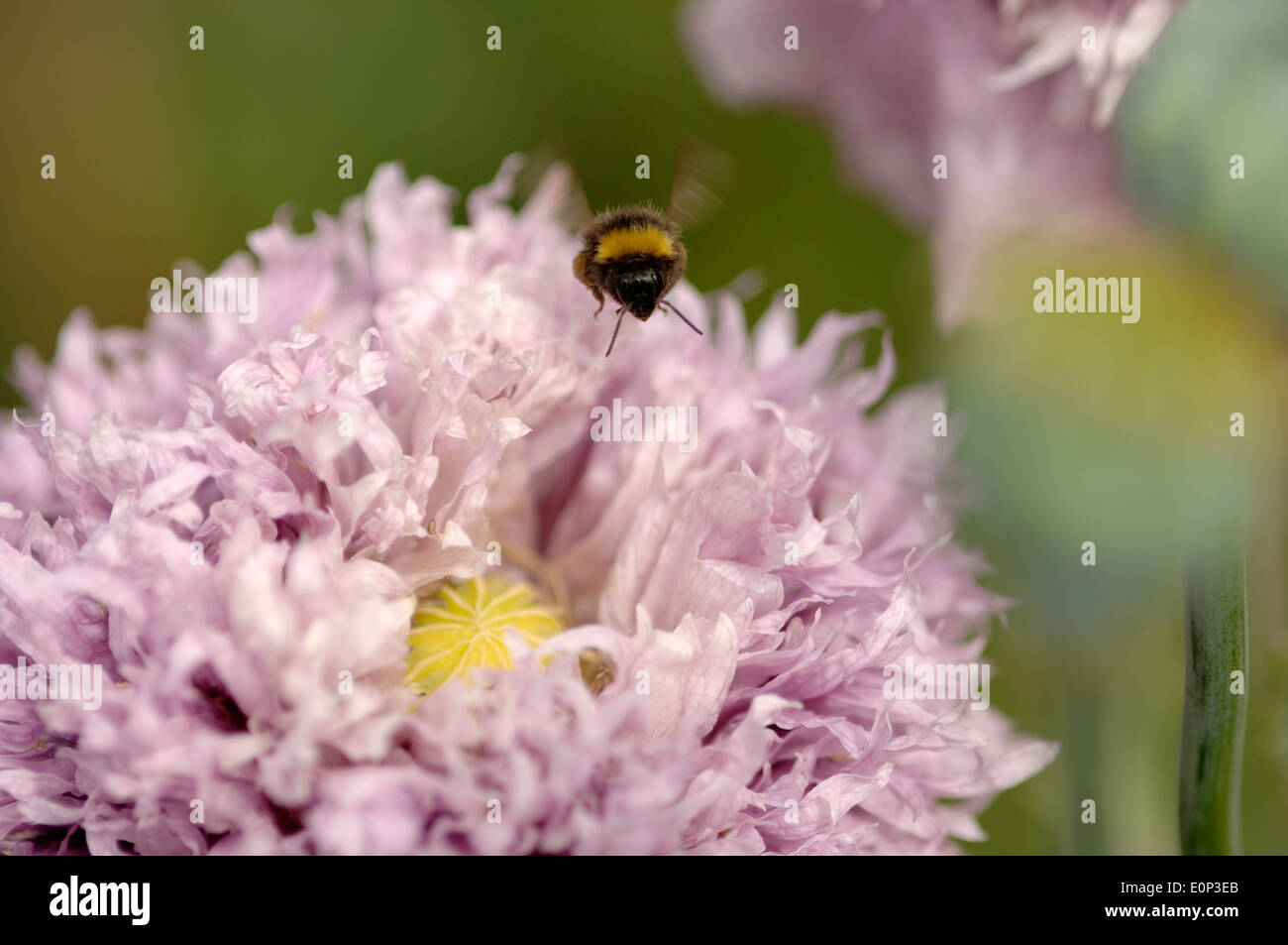 Bee hovering over flowers hi-res stock photography and images - Alamy
