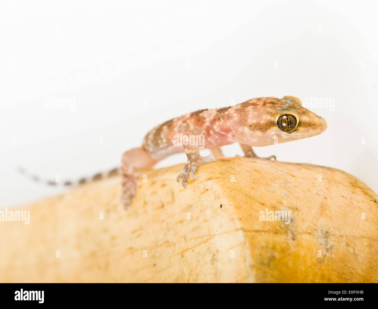 Pink gecko hi-res stock photography and images - Alamy