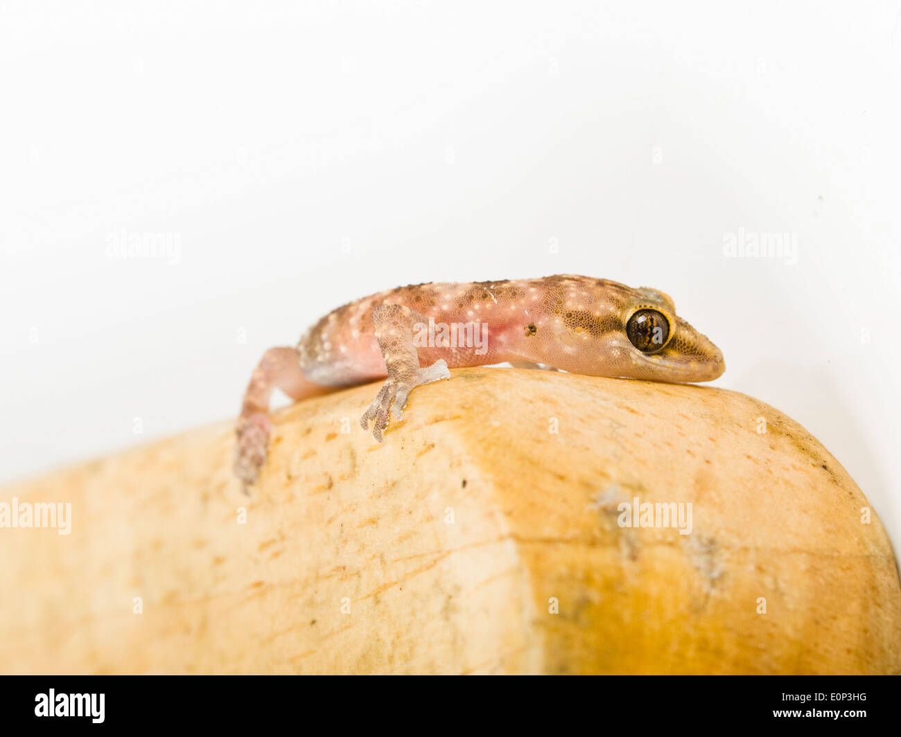 Pink gecko hi-res stock photography and images - Alamy