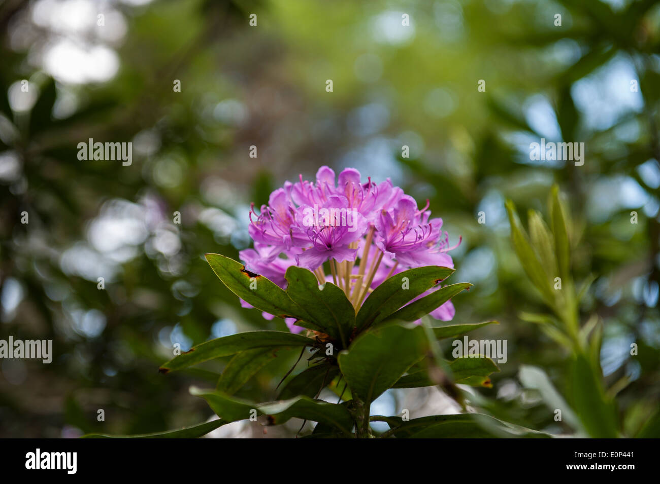 Mauve rhododendron hi-res stock photography and images - Alamy