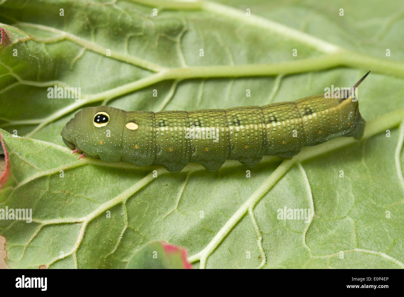 Grapevine hawk moth Stock Photo - Alamy