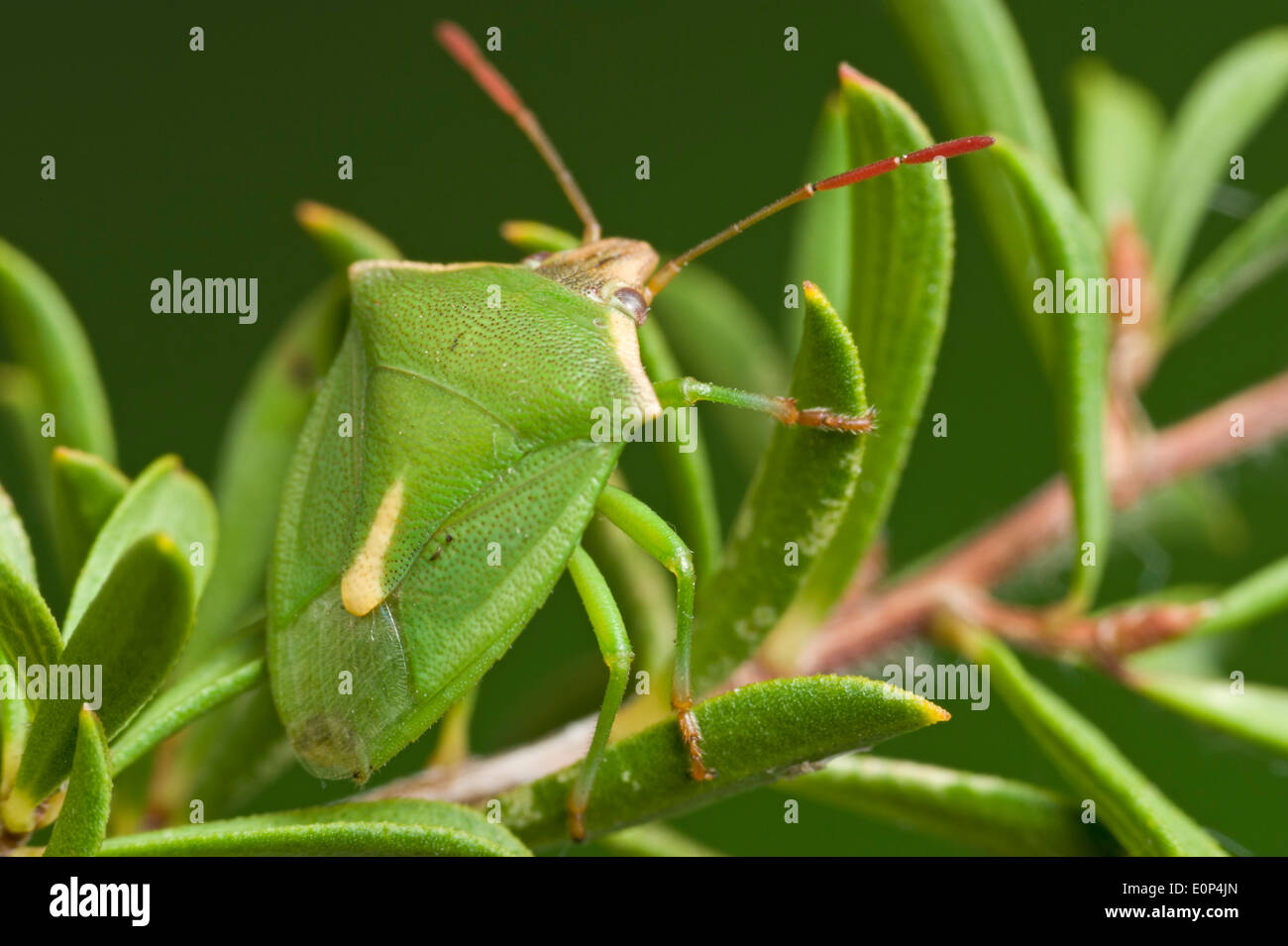 Green shield bug Stock Photo - Alamy