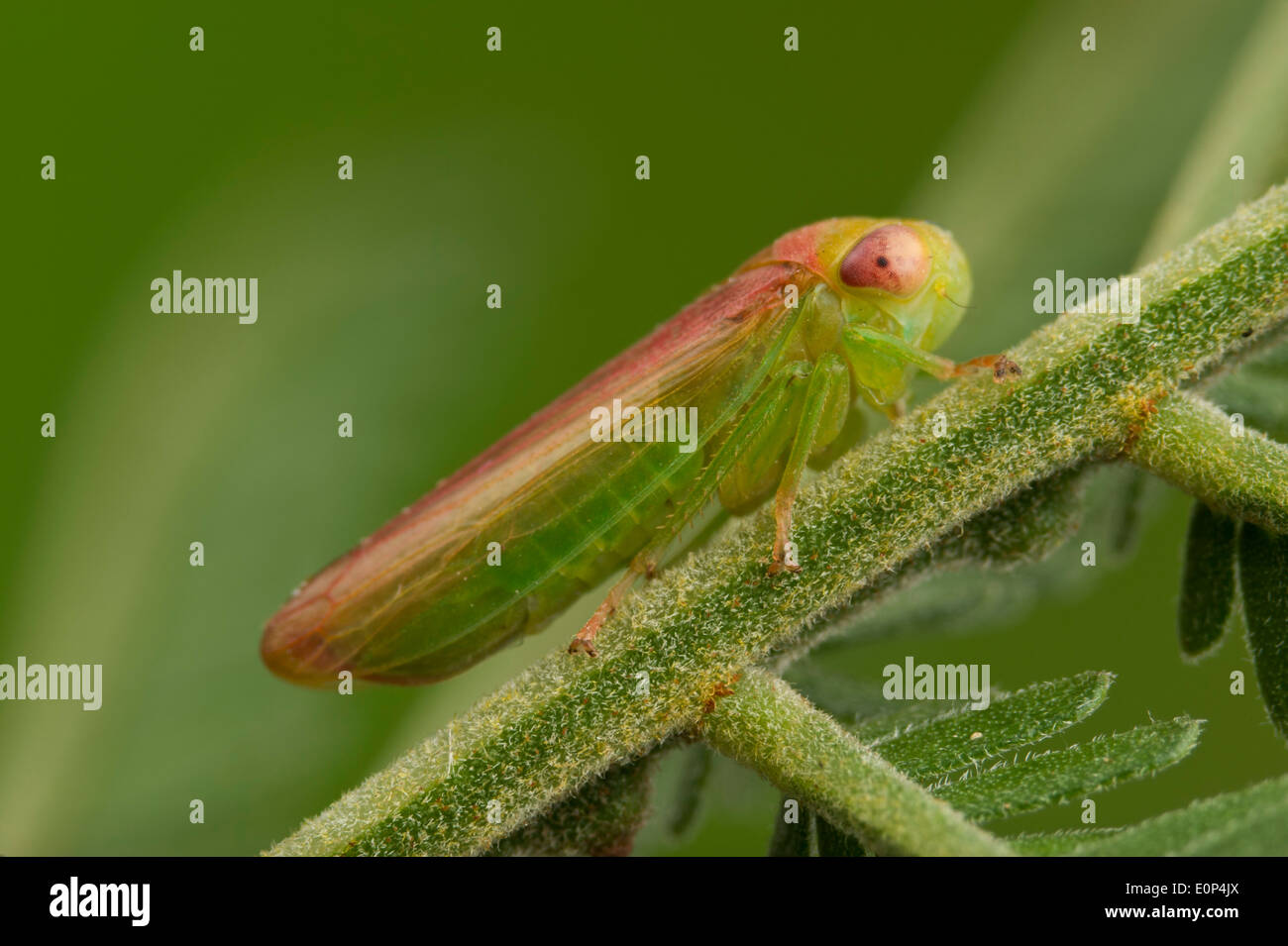Green leafhopper hi-res stock photography and images - Alamy