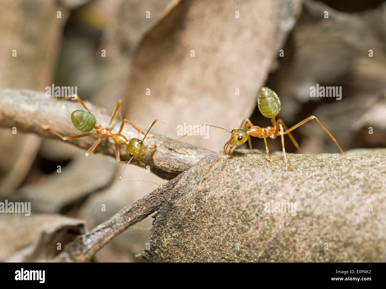 Green Tree Ants
