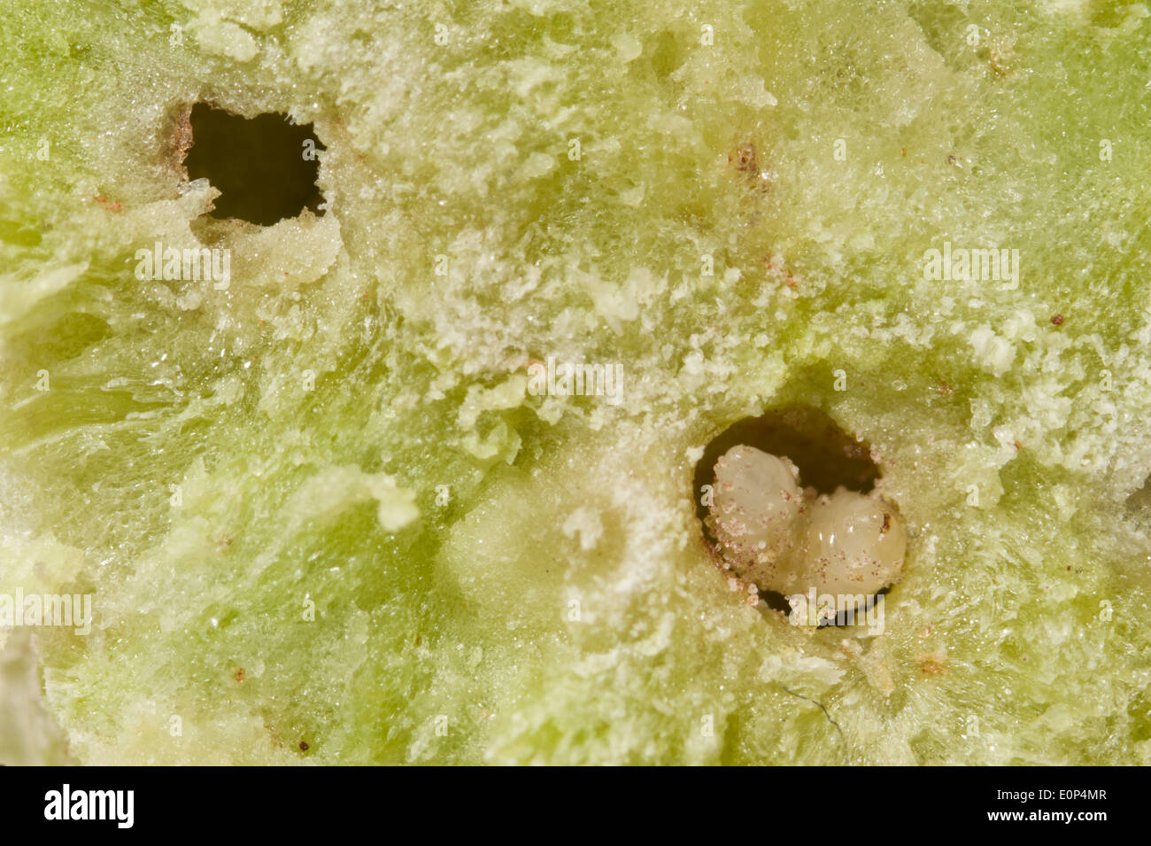 Wattle gall grub inside gall from golden wattle Stock Photo - Alamy