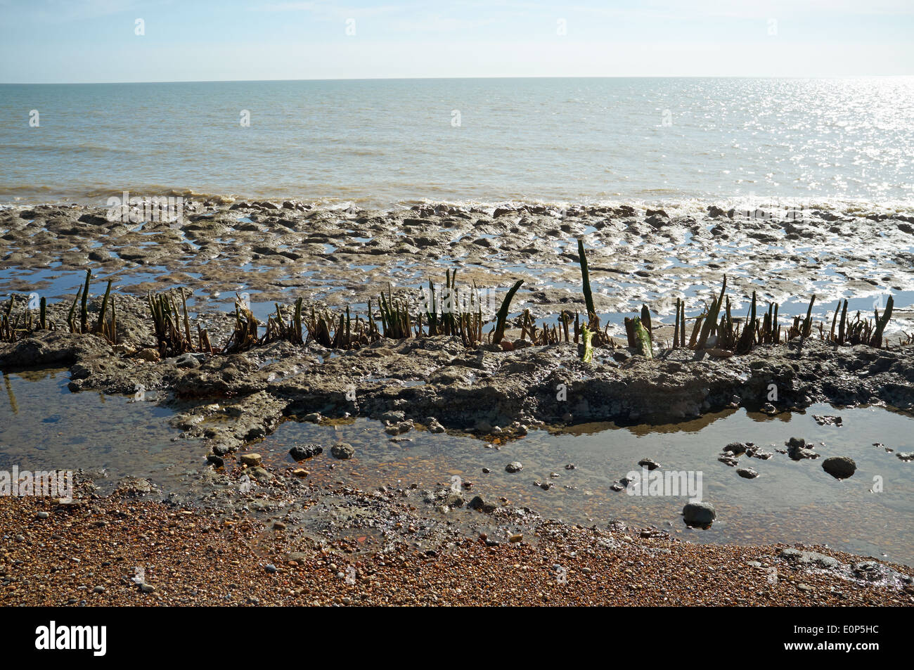 Ancient wooden fish trap from the late Saxon early Tudor period, East ...