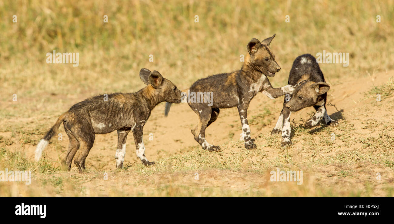 Wild dog africa, den hi-res stock photography and images - Alamy