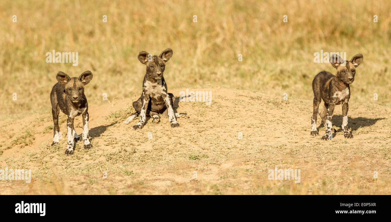 Wild dog africa, den hi-res stock photography and images - Alamy