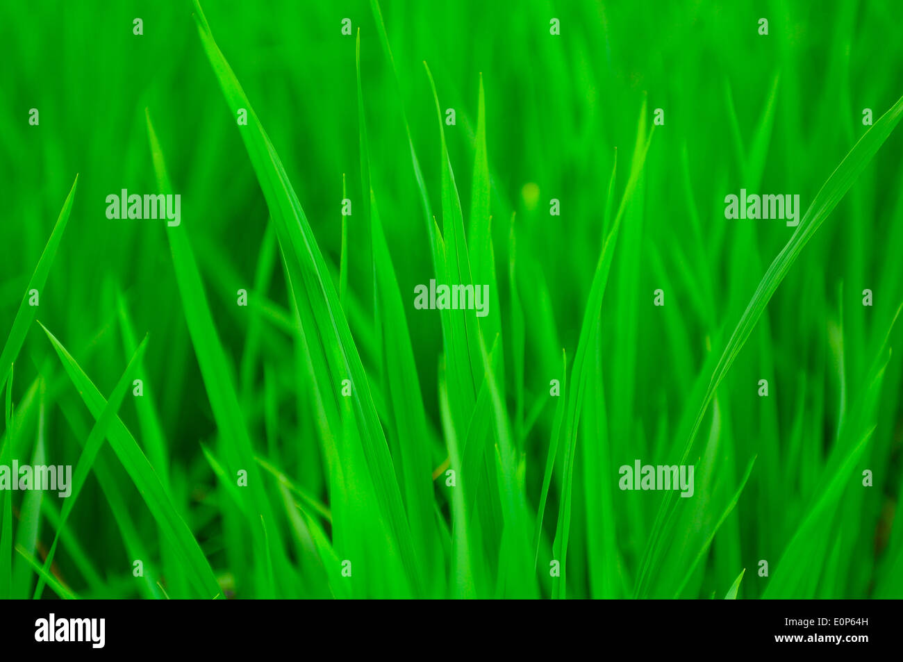 Paddy grass hi-res stock photography and images - Alamy