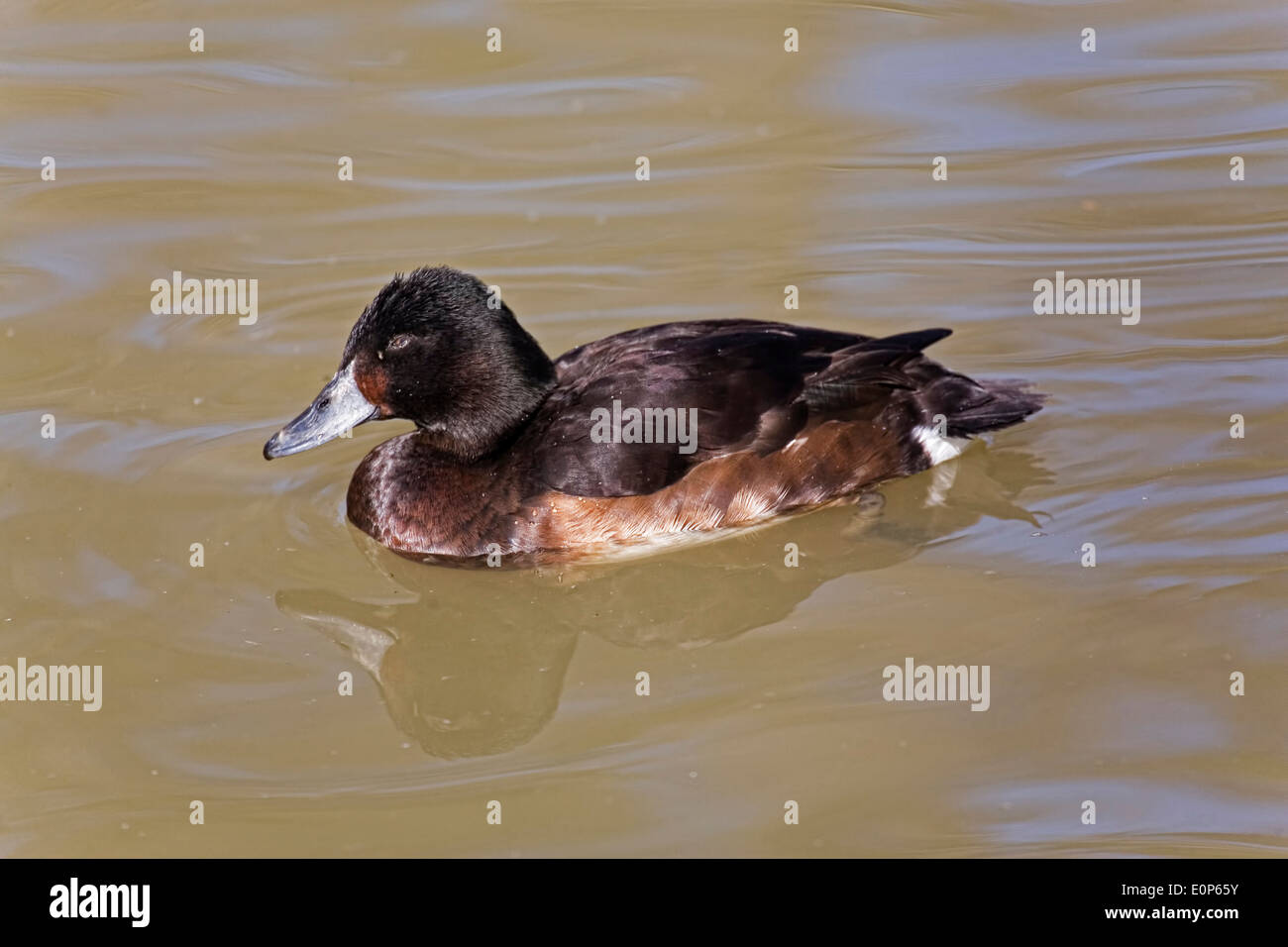 Female Baer's Pochard, Aythya baeri, swimming Stock Photo - Alamy
