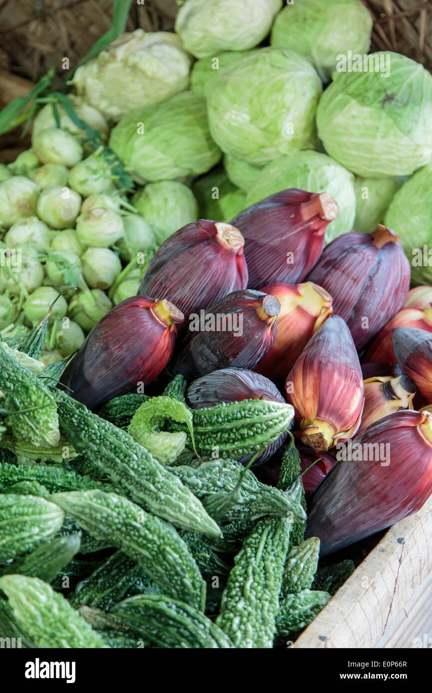 Sri lanka vegetable garden hi-res stock photography and images - Alamy