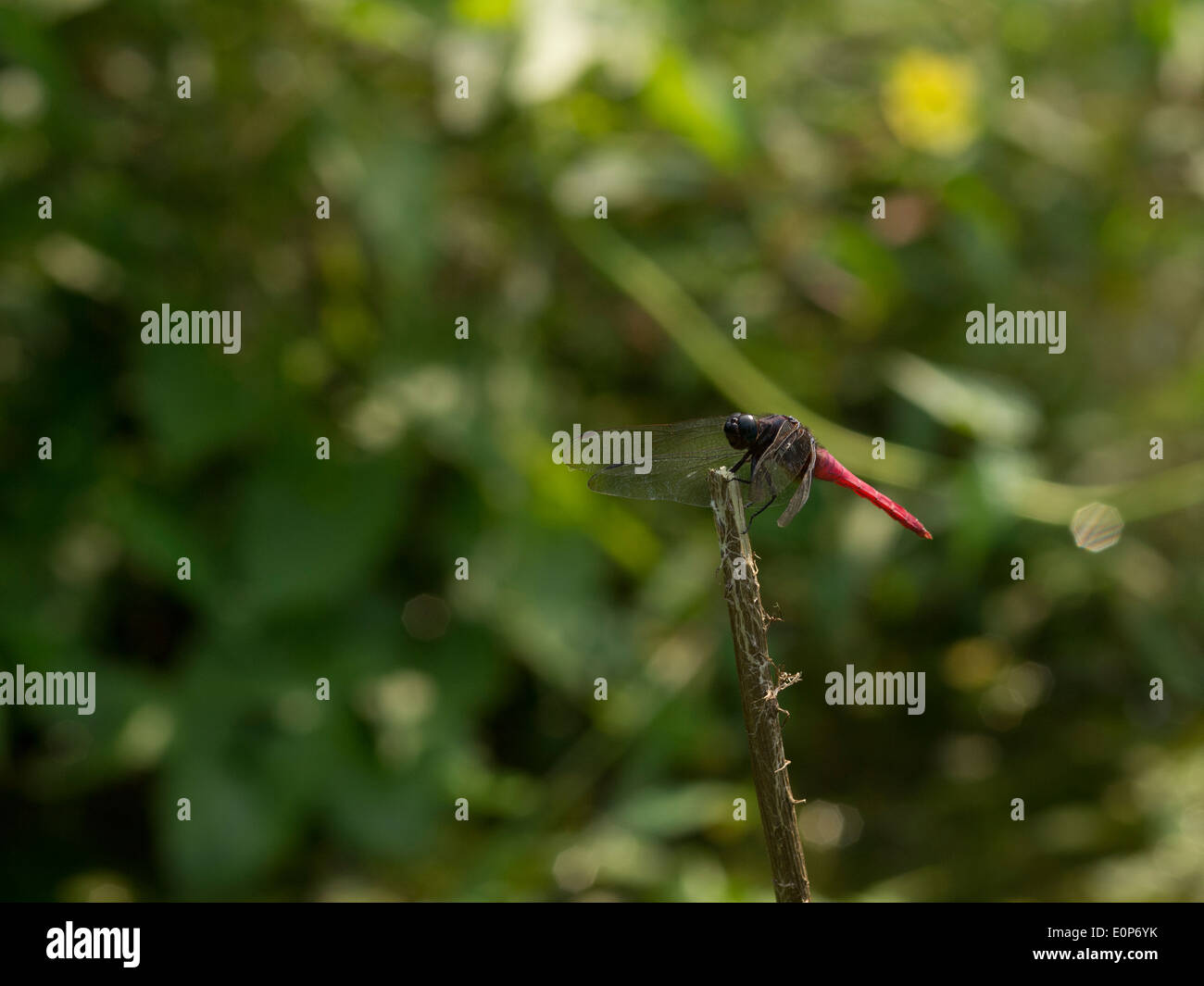 Red tail dragonfly Stock Photo - Alamy
