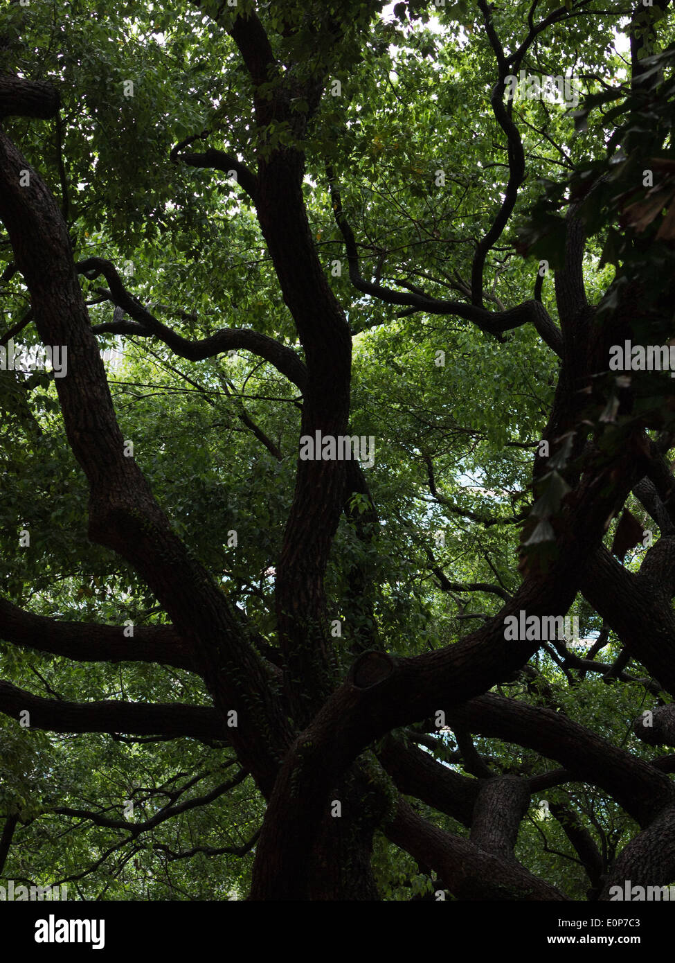 Camphor laurel hi-res stock photography and images - Alamy