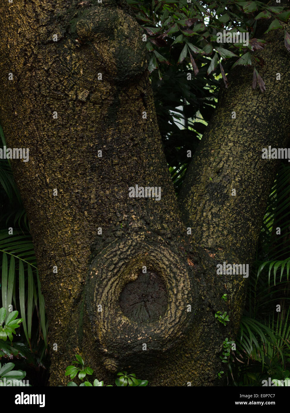 Gash wound hi-res stock photography and images - Alamy