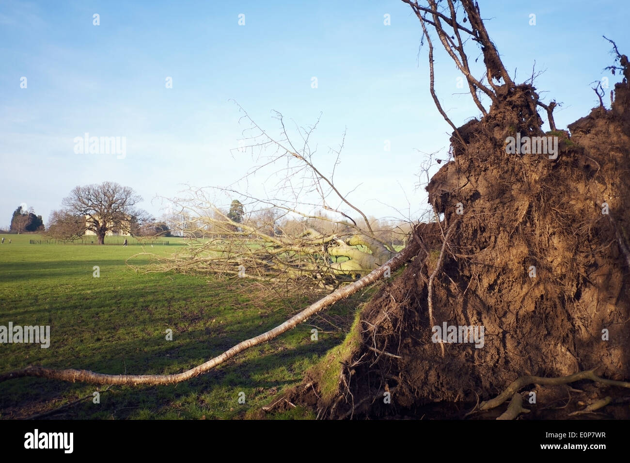 Uprooted fallen tree hi-res stock photography and images - Alamy