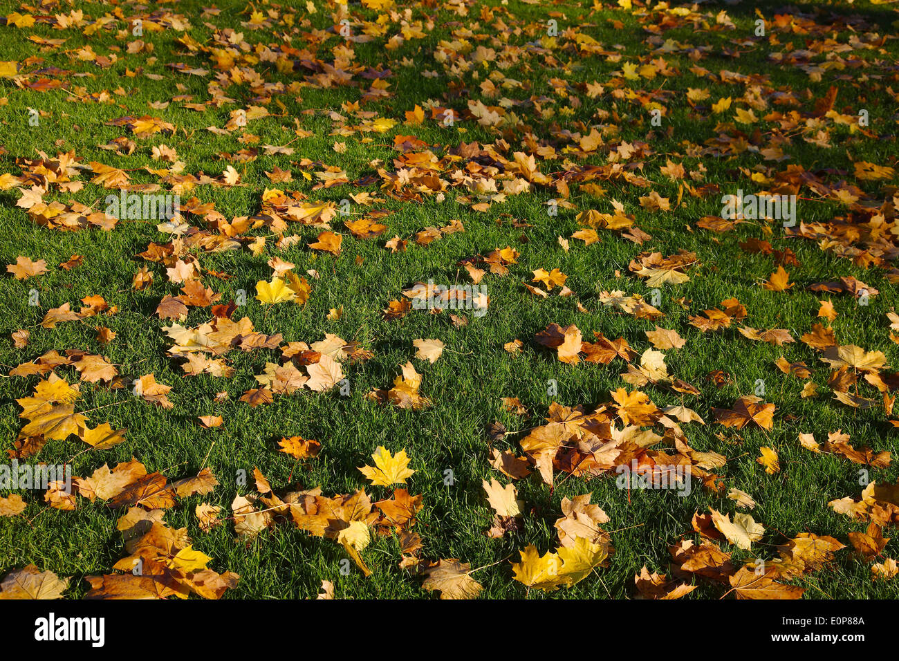 Green grass fallen leaves hi-res stock photography and images - Alamy