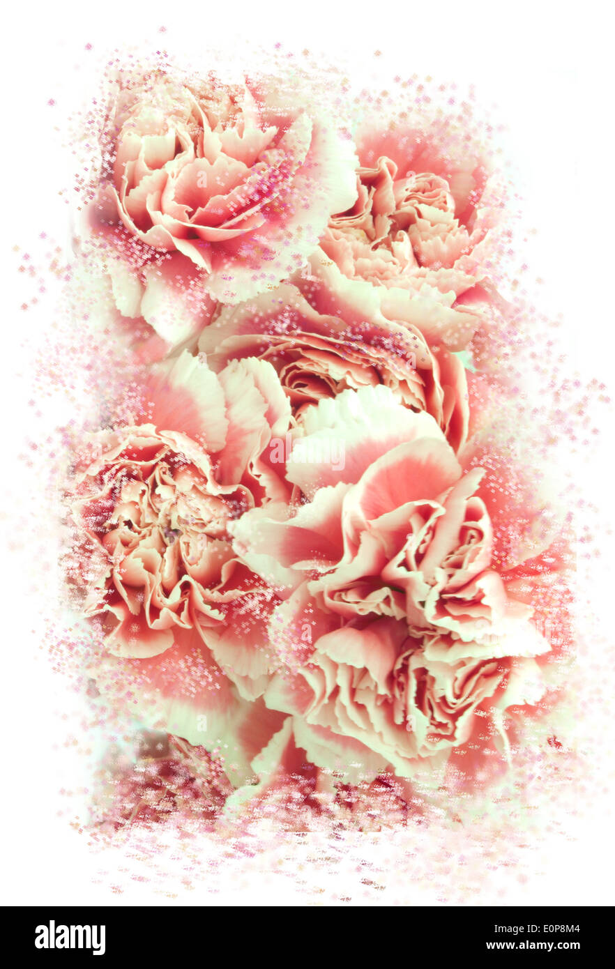 abstract of pink roses Stock Photo - Alamy