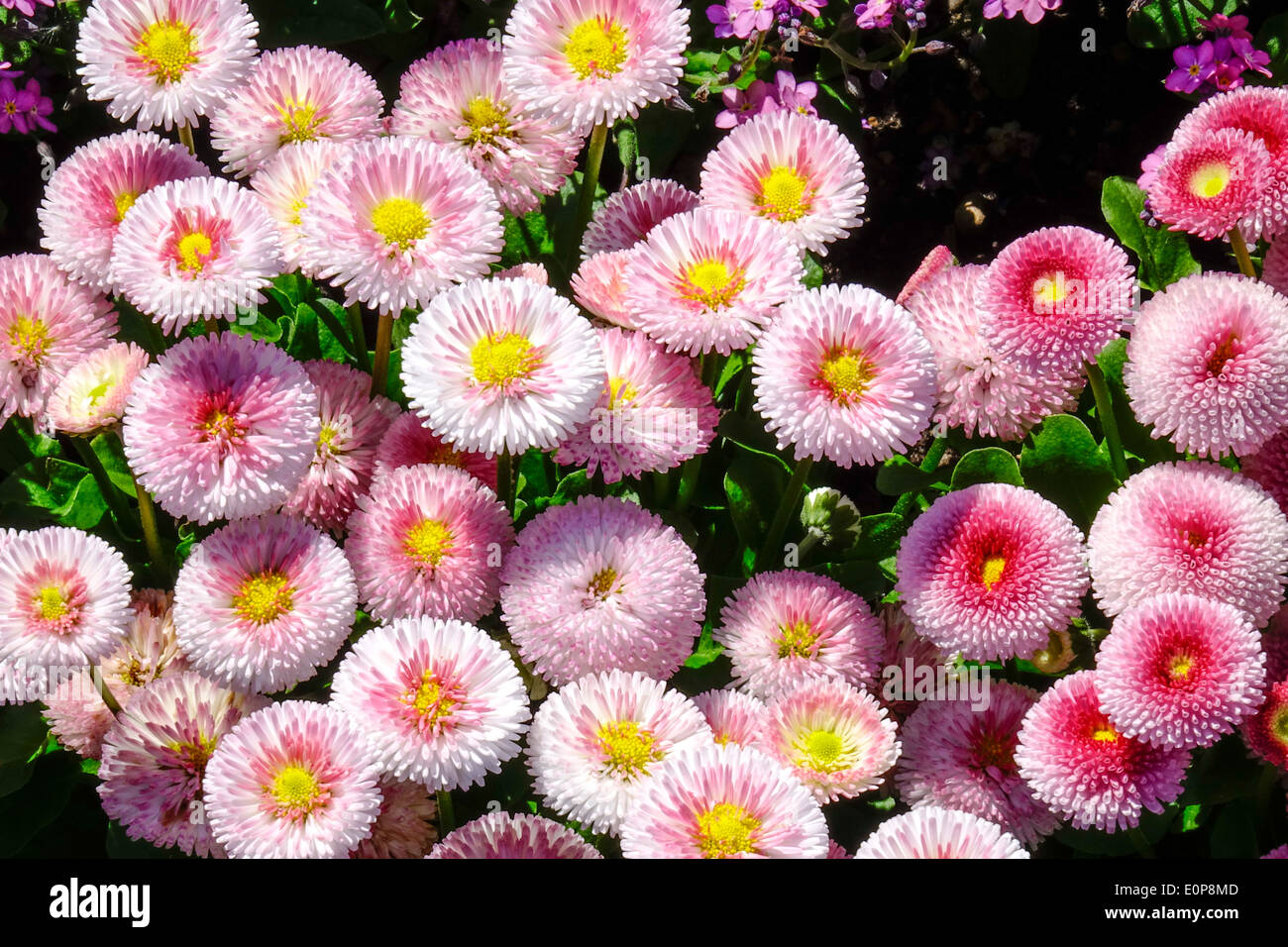 Flowers in the garden, Daisy (Bellis perennis Stock Photo - Alamy