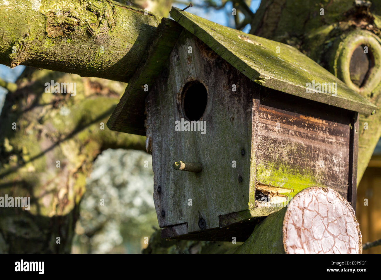 Wooden rustic bird house sitting in a tree Stock Photo - Alamy