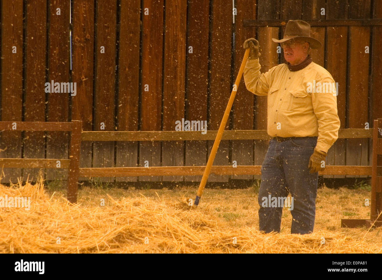 Pitching hay, Historic Hanley Farm, Jackson County, Oregon Stock Photo ...