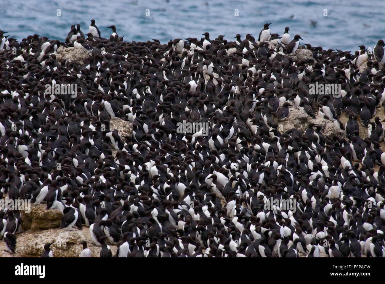 Common murre (Uria aalge) colony, Yaquina Head Outstanding Natural Area ...