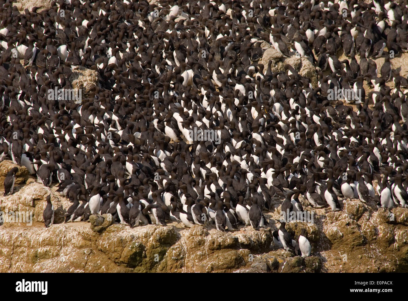 Common murre colony, Yaquina Head Outstanding Natural Area, Oregon ...