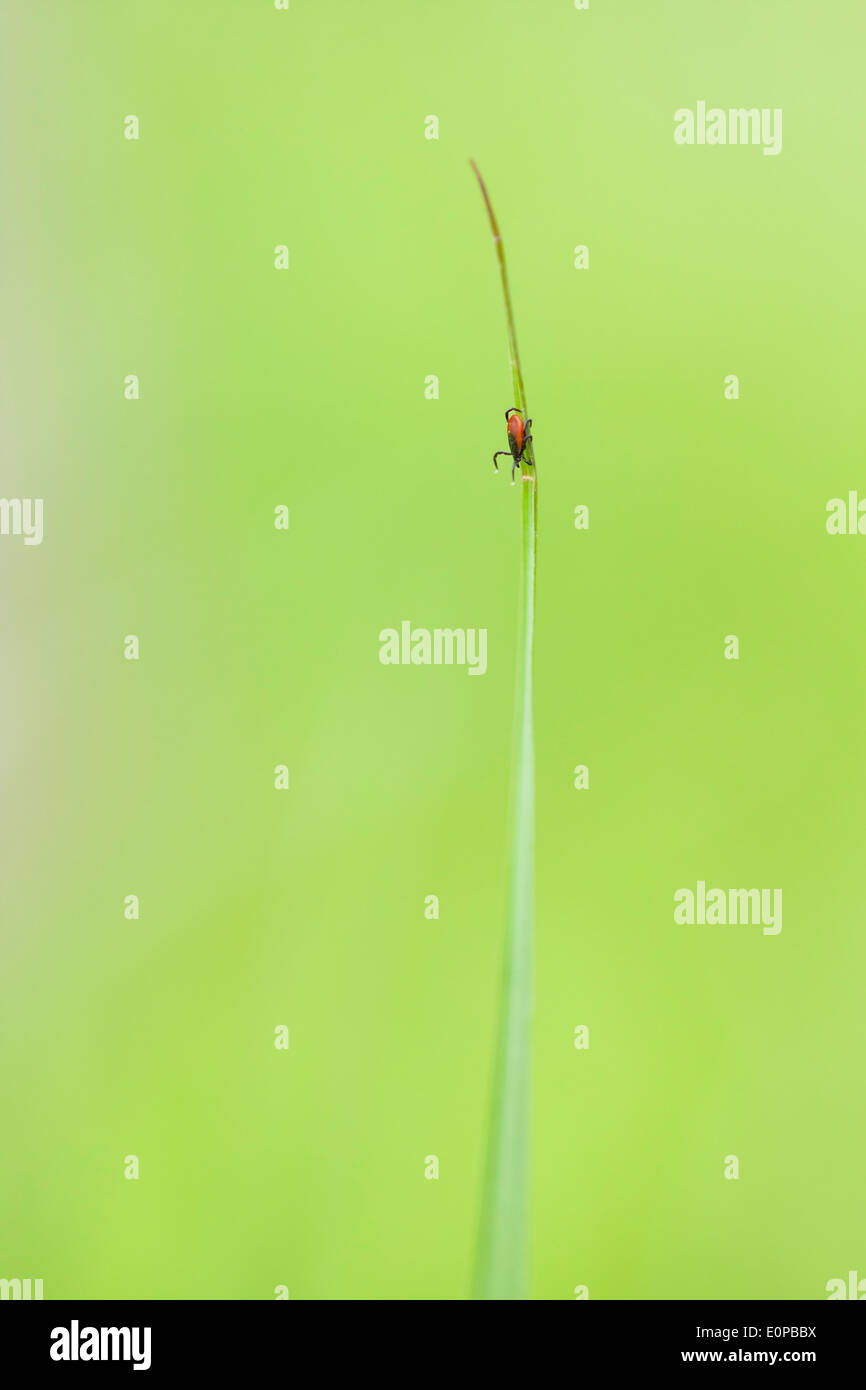 Macro picture of a small red tick insect on a green plant leaf Stock ...