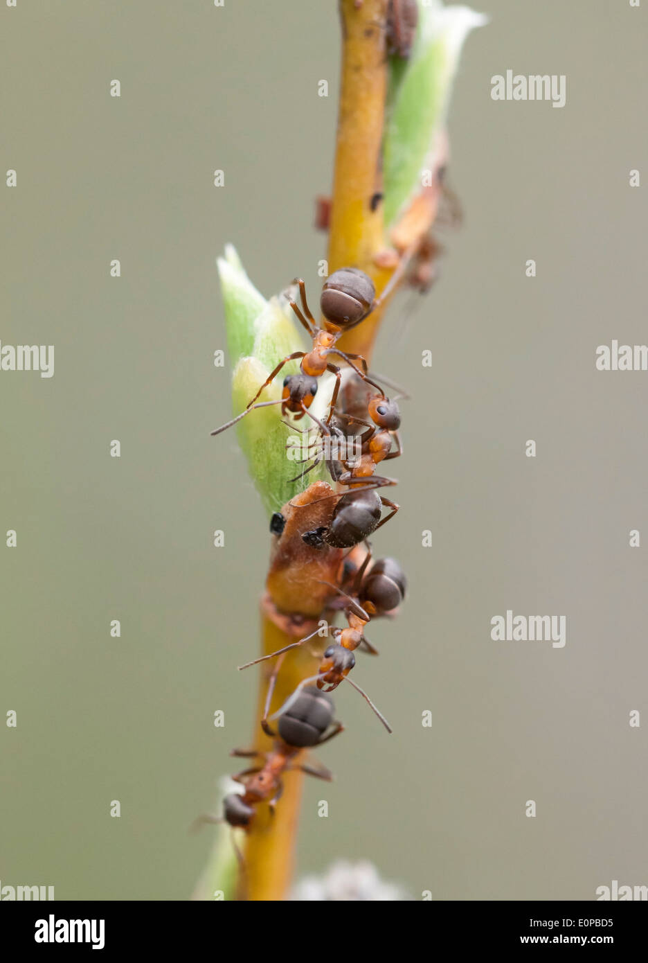 Closeup of a brown insects climb on a tree branch Stock Photo - Alamy