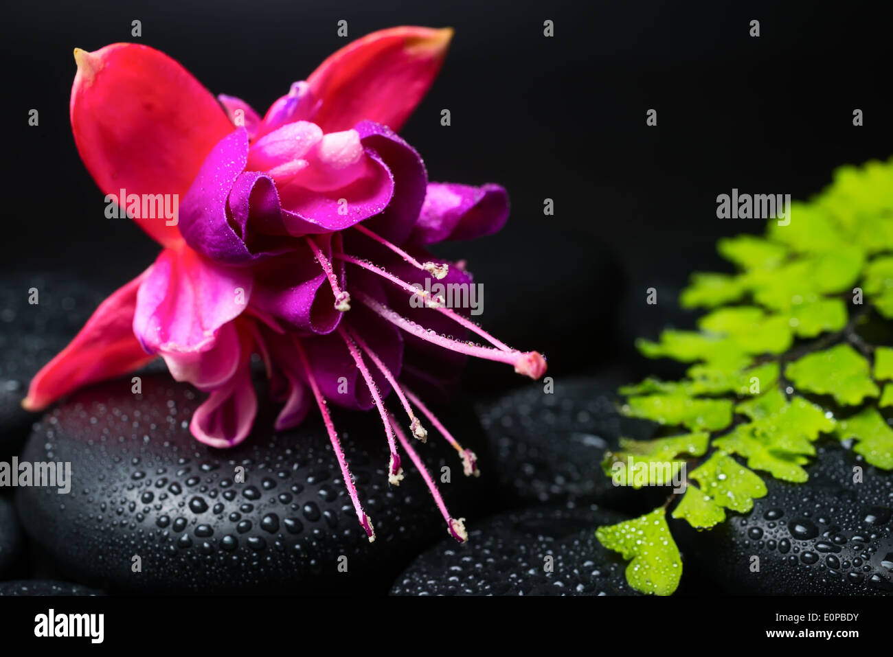 Spa concept of beautiful fuchsia flower, green branch and zen stones ...