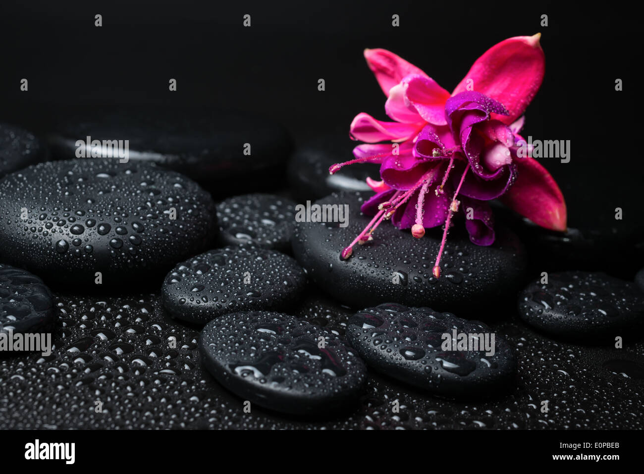 Spa concept of pink with red fuchsia flower and zen stones with drops ...