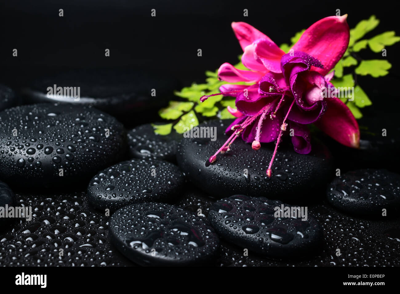 Spa concept of beautiful deep purple fuchsia flower, green branch and ...