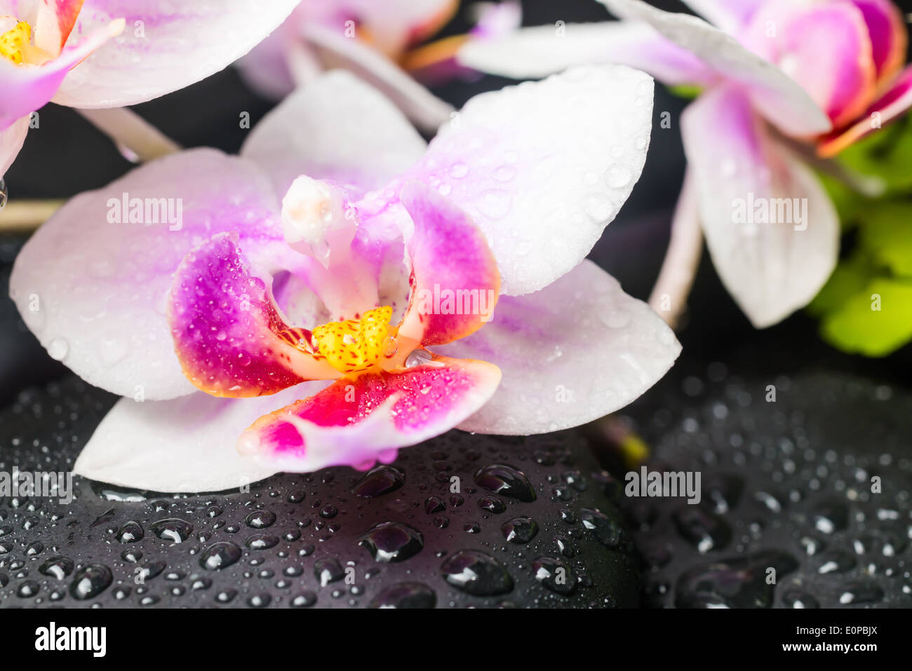 Spa concept of beautiful orchid flower and zen stones with drops on ...